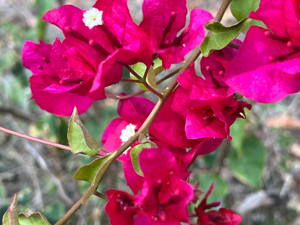 Forida Flora Bunga-Bunga - Foto gratis di Pixabay - Pixabay