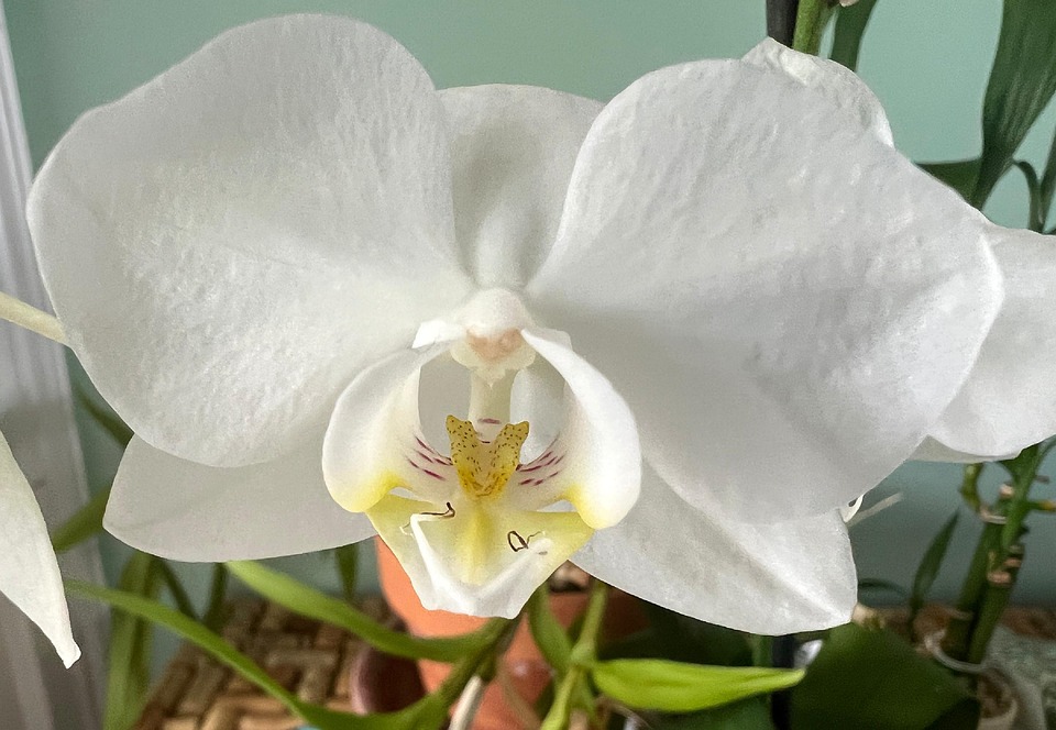 Florida Flora Natureza - Foto gratuita no Pixabay - Pixabay