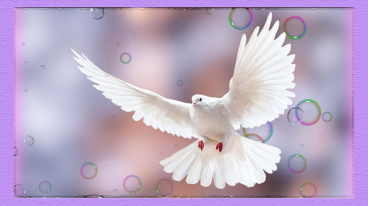Dove Of Peace - Free photo on Pixabay - Pixabay