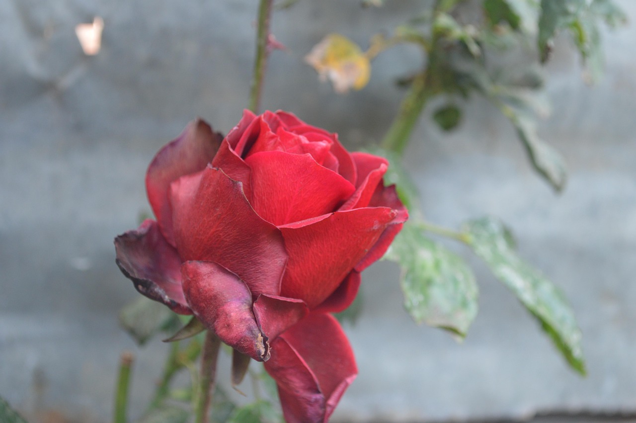 Battered Rose - Free photo on Pixabay - Pixabay