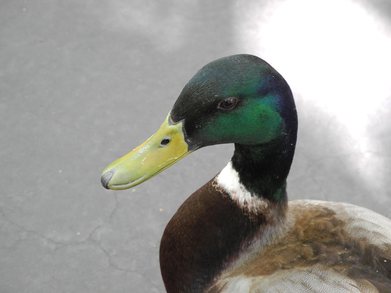 Pato Animal Natureza Animais - Foto gratuita no Pixabay - Pixabay