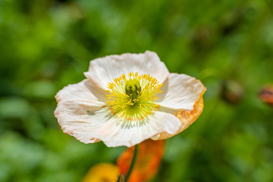Poppy Islandia Bunga Tanaman - Foto gratis di Pixabay