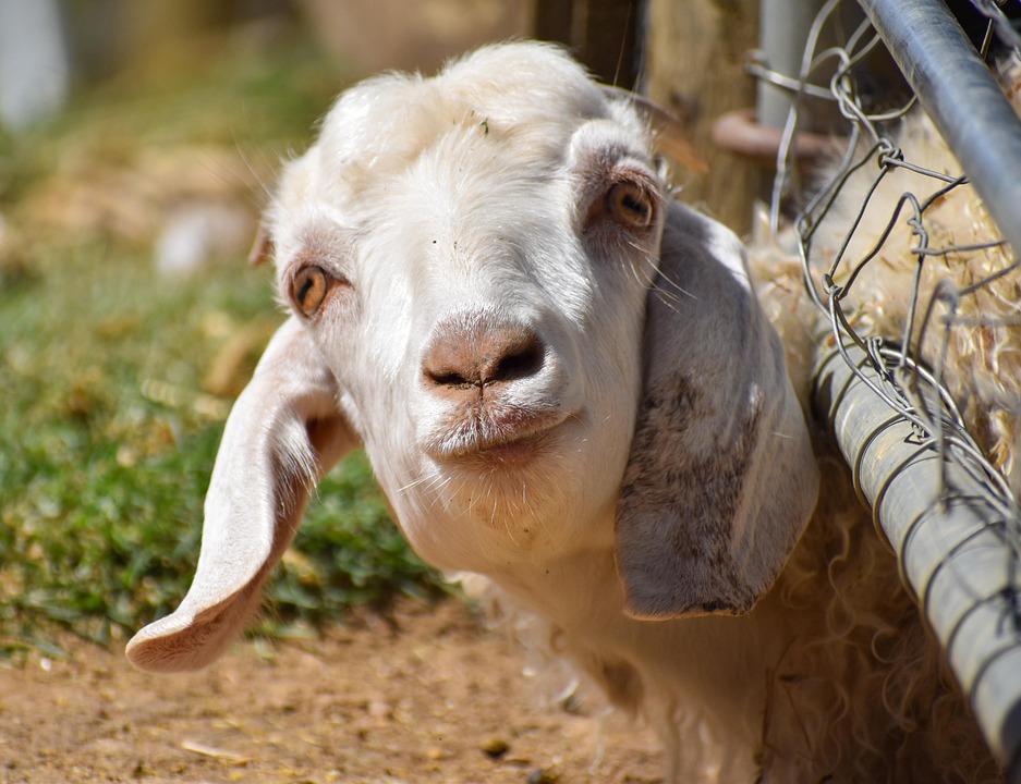 Animal Chèvre Mammifère - Photo gratuite sur Pixabay - Pixabay