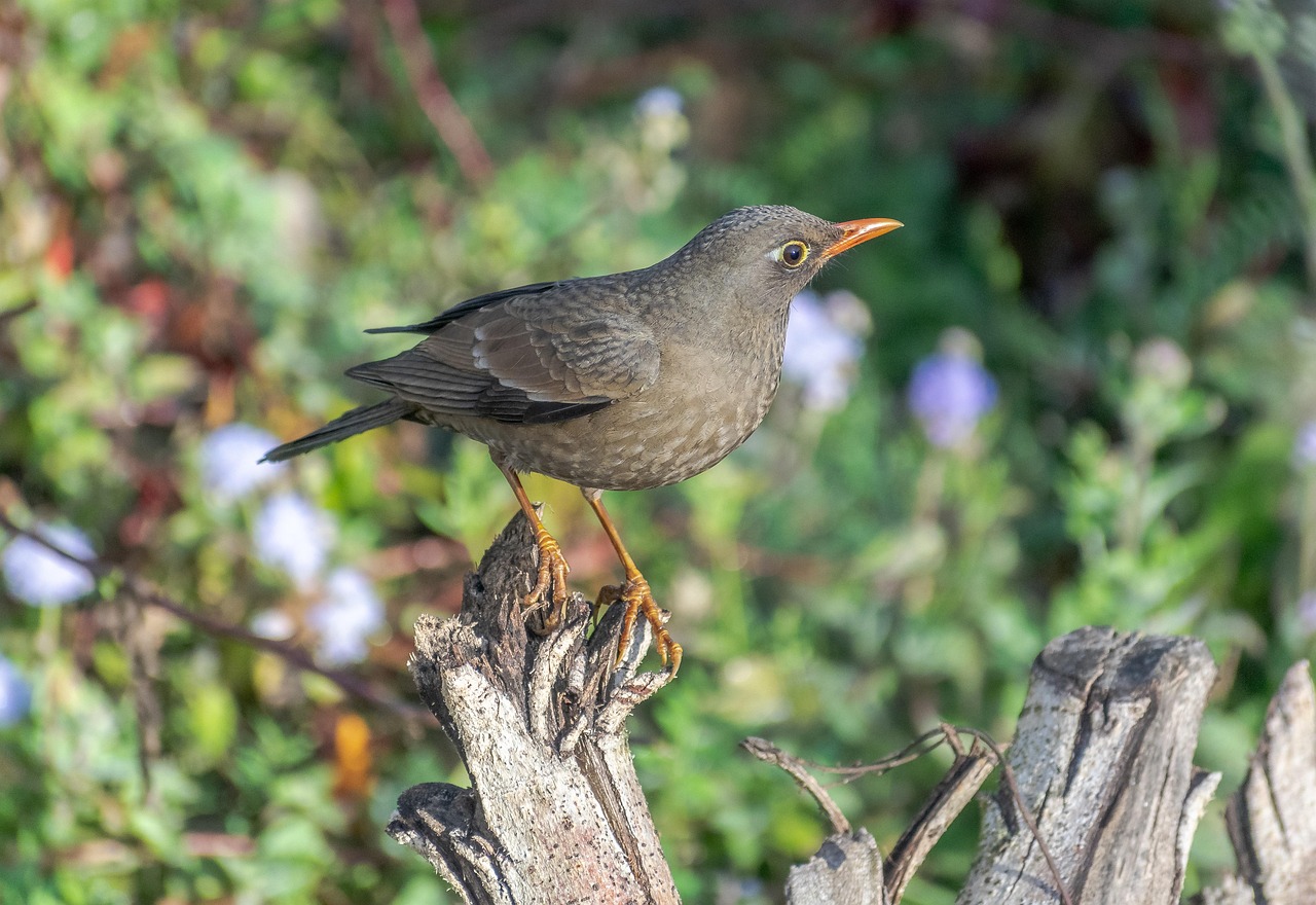 Burung Sariawan Tickell Alam - Foto gratis di Pixabay - Pixabay