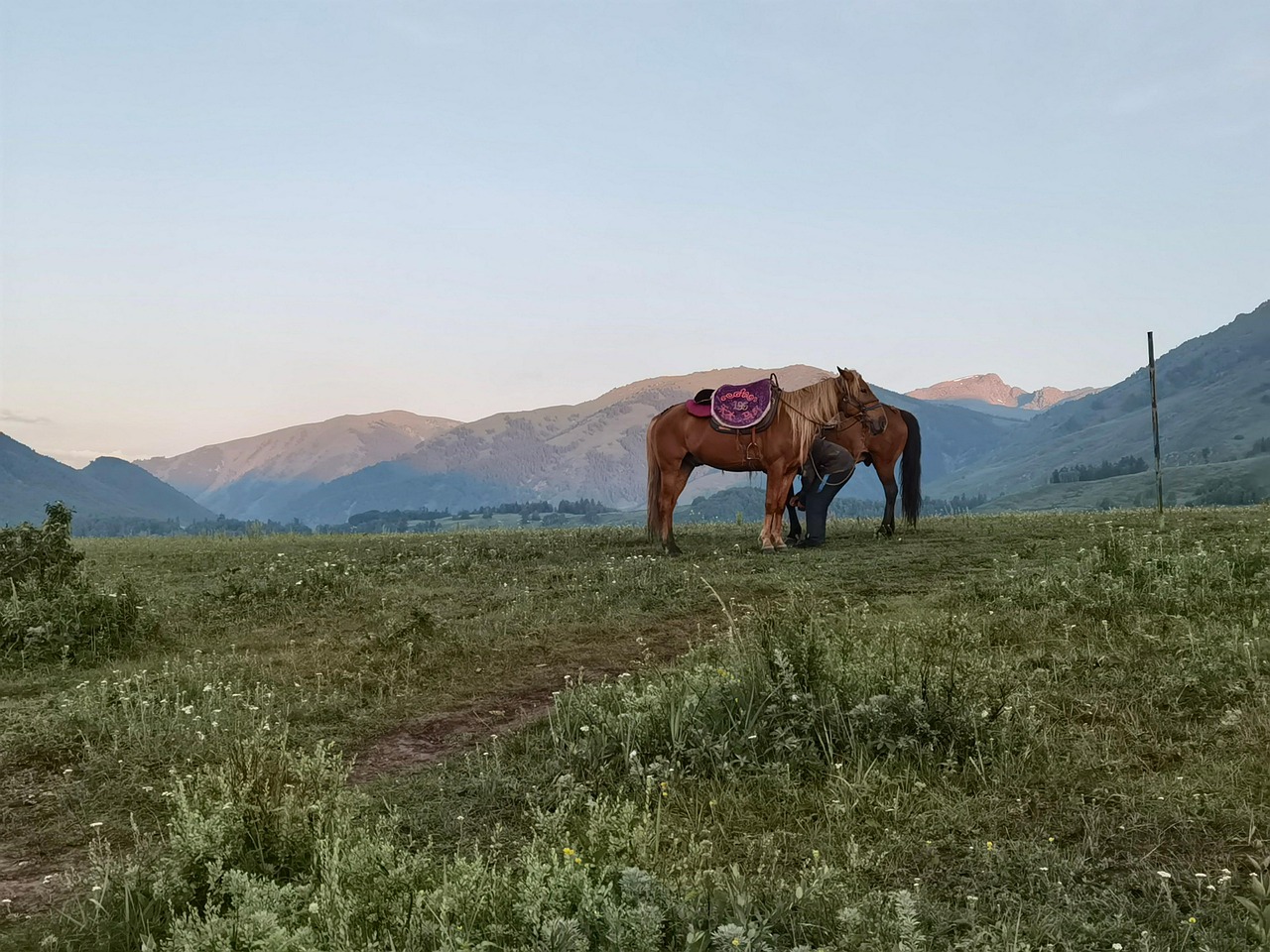 Cheval Et Herbe Verte Montagne - Photo gratuite sur Pixabay - Pixabay