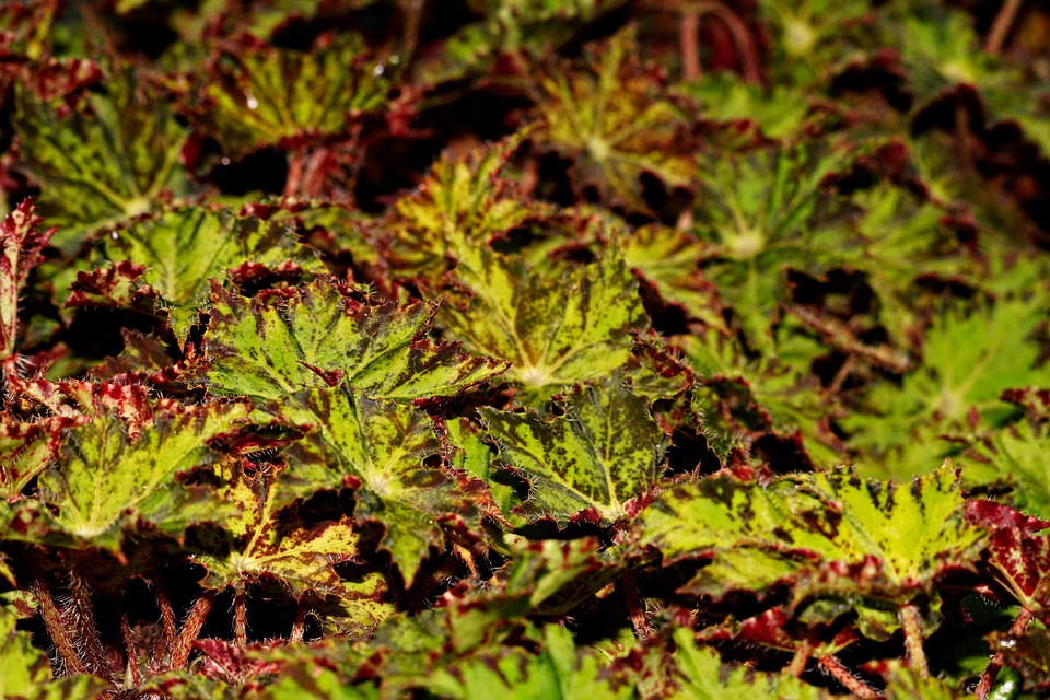 Leaves Begonia Botany - Free photo on Pixabay