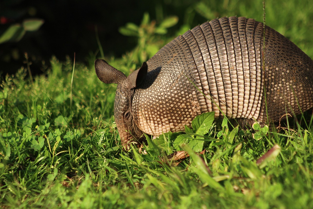 Texas Armadillo Animal Mammal - Free photo on Pixabay