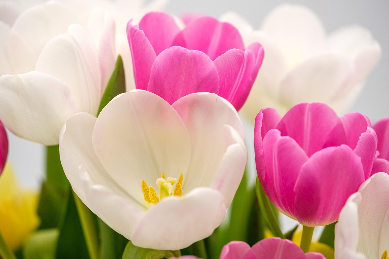 Tulipanes Flores Racimo De - Foto gratis en Pixabay - Pixabay