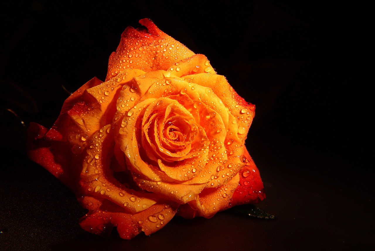 Rose Orange Drops - Free photo on Pixabay - Pixabay