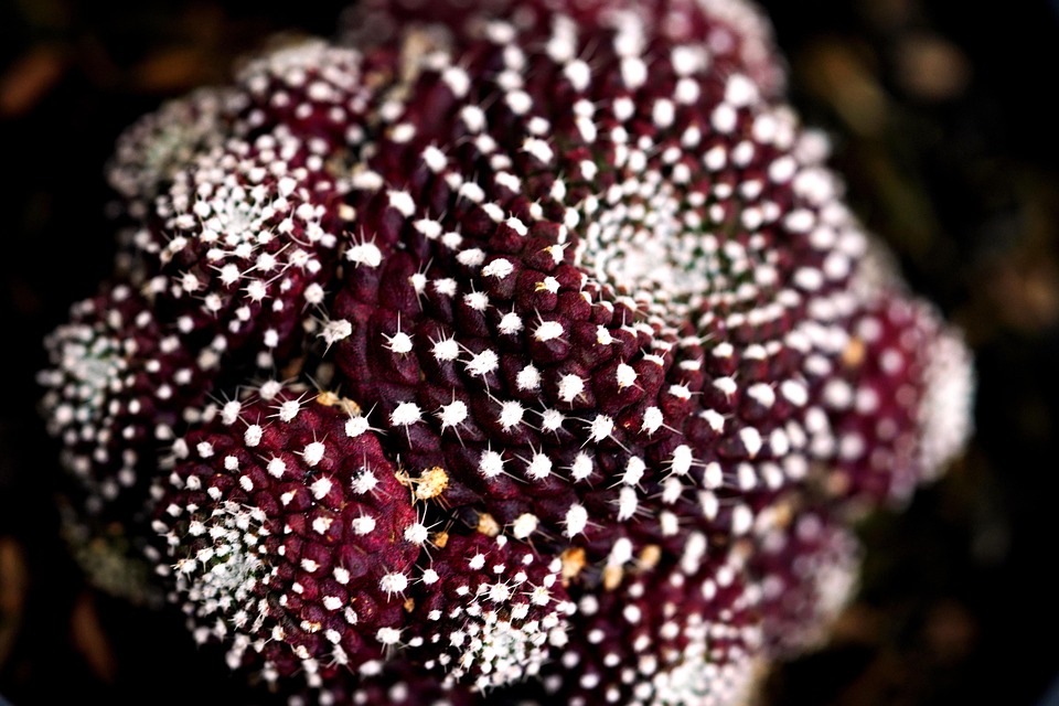 Plantes Botanique Cactus - Photo gratuite sur Pixabay - Pixabay