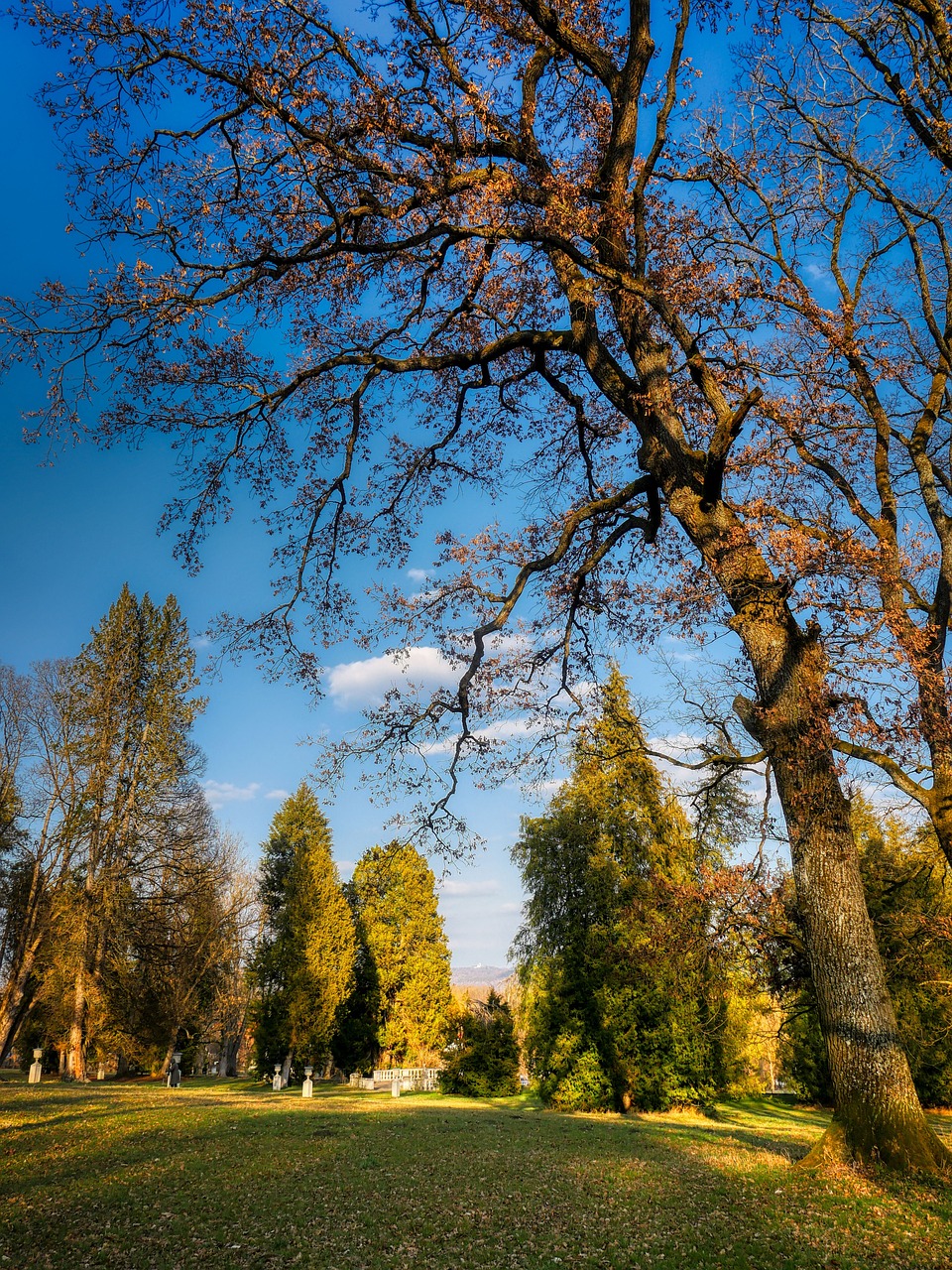 Arvores Parque Prado - Foto gratuita no Pixabay - Pixabay