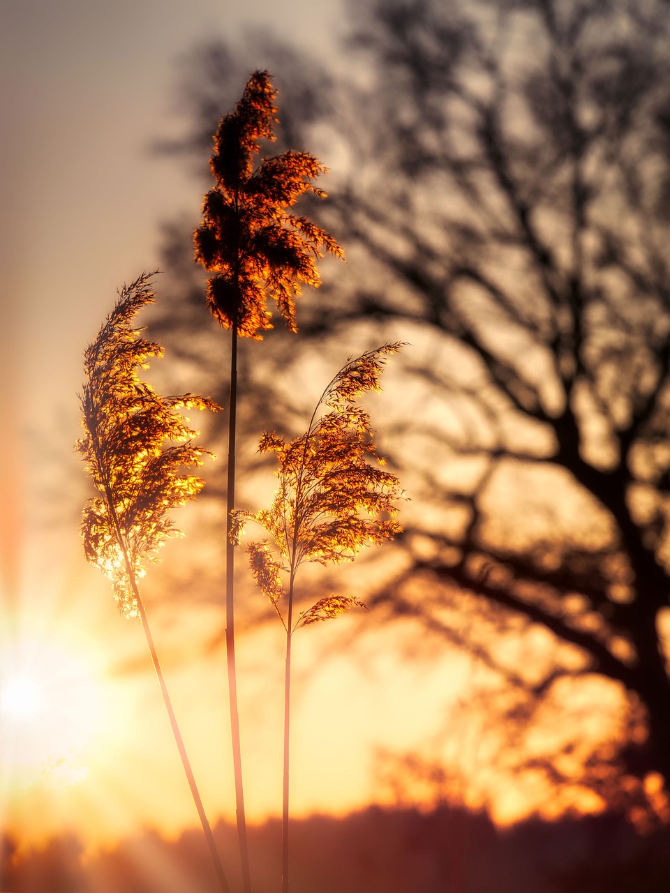 Grass Fronds Sunset Nature - Free photo on Pixabay - Pixabay