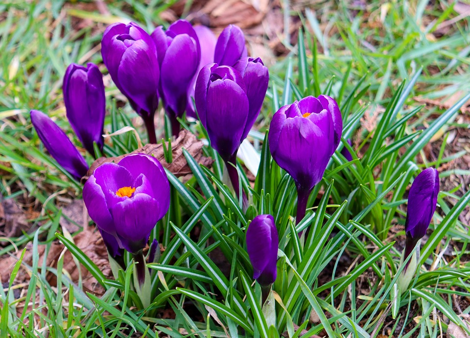 Flowers Crocuses Spring - Free photo on Pixabay - Pixabay