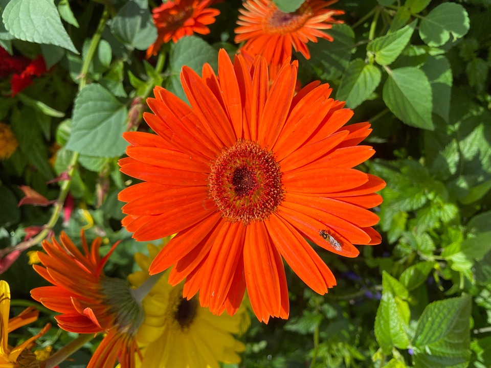 Flower Orange Nature - Free photo on Pixabay