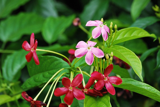 Rangoon Creeper Flowers Plant Red - Free photo on Pixabay