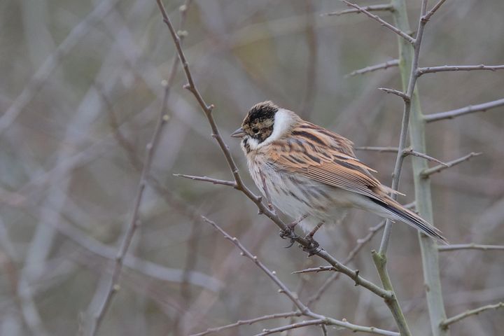 200+ Free Bunting & Bird Images - Pixabay