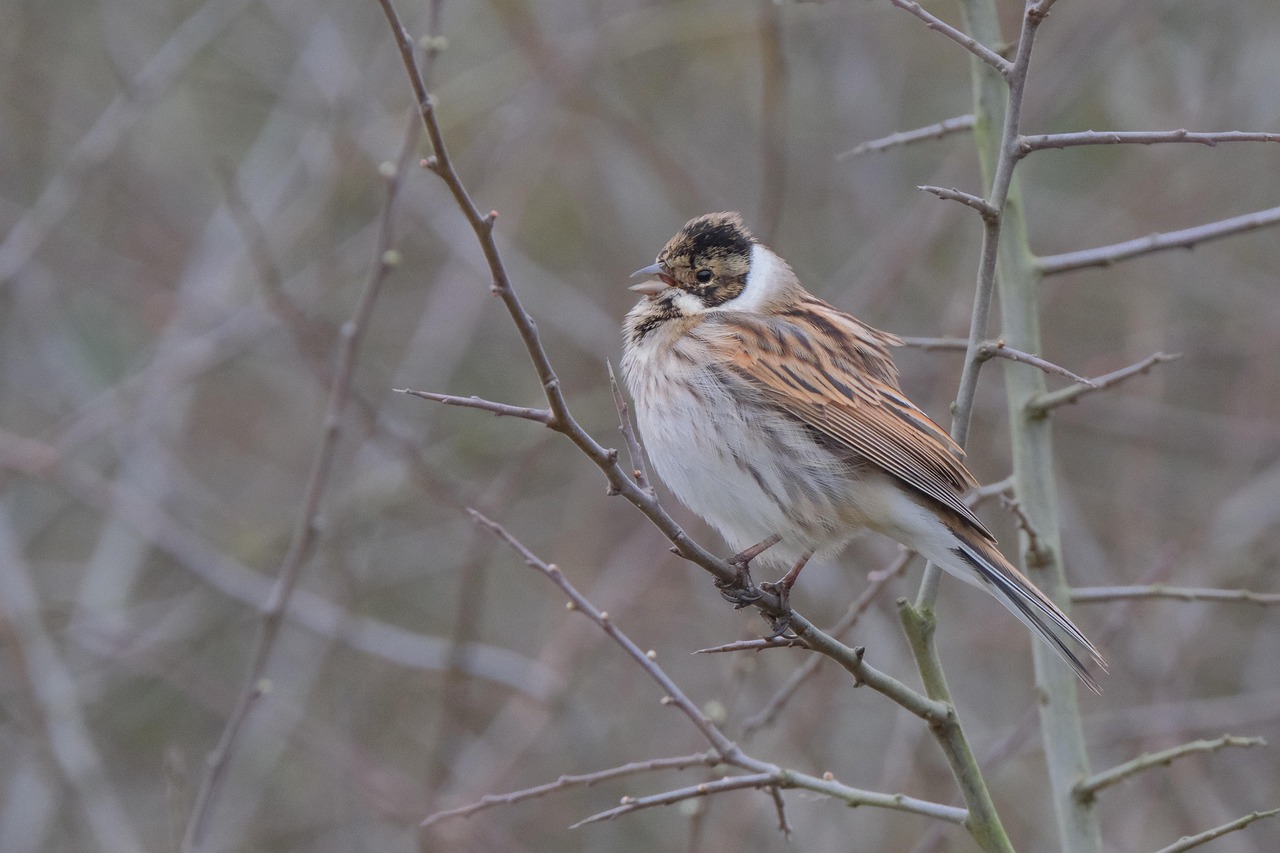 300+ Free Bunting & Nature Images - Pixabay
