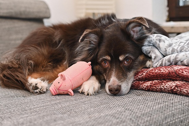 Hund Australsk Hyrde Rase - Gratis foto på Pixabay - Pixabay