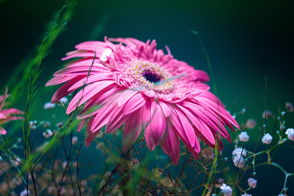 Pink Gerbera Daisies Wallpaper Coloured By Gerbera