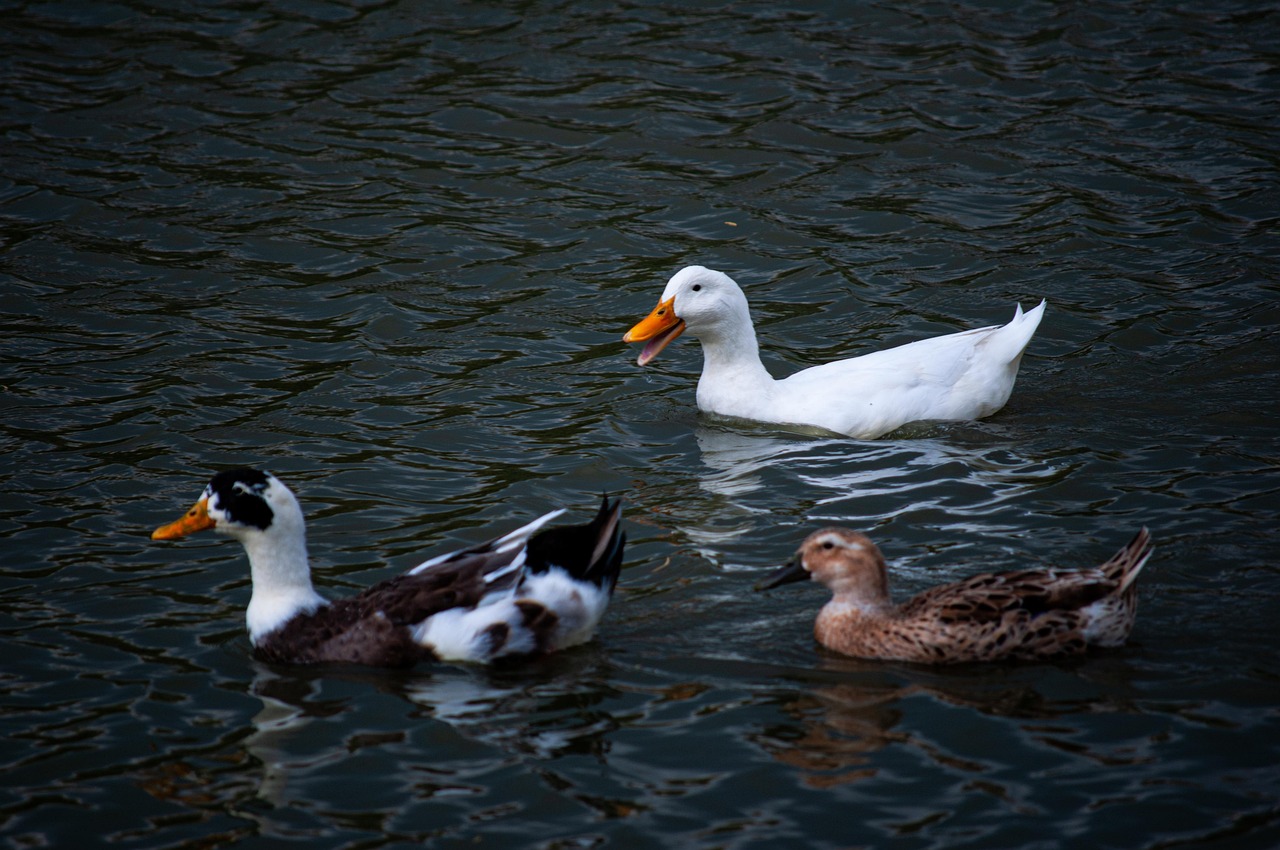 Ducks River Lake - Free photo on Pixabay - Pixabay