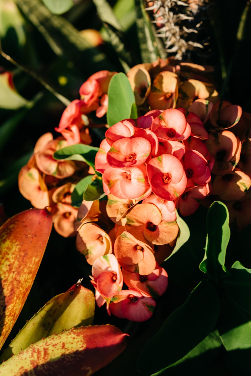 Dornenkrone Orange Blumen - Kostenloses Foto auf Pixabay