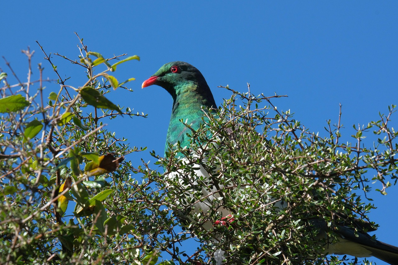 New Zealand Pigeon Kereru - Free photo on Pixabay - Pixabay