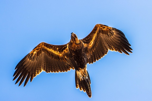 Oiseau Aigle Ailes - Photo gratuite sur Pixabay