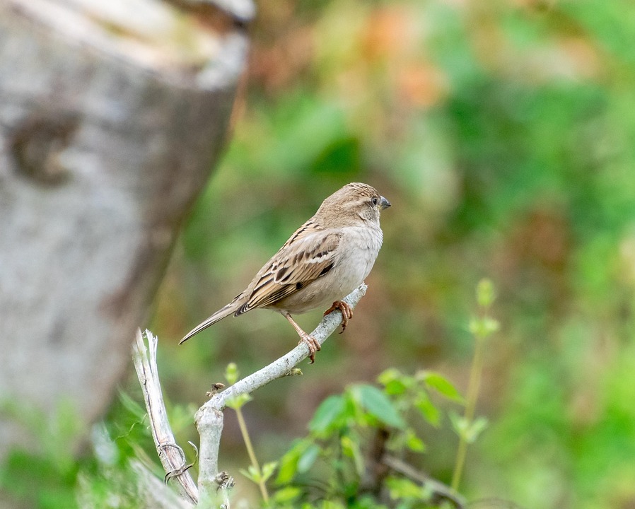 Fågel Sparv Ornitologi - Gratis foto på Pixabay