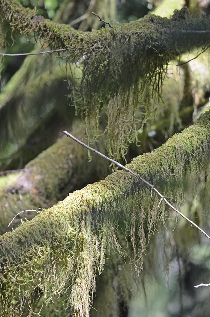 Mousse Forêt Branches - Photo gratuite sur Pixabay - Pixabay