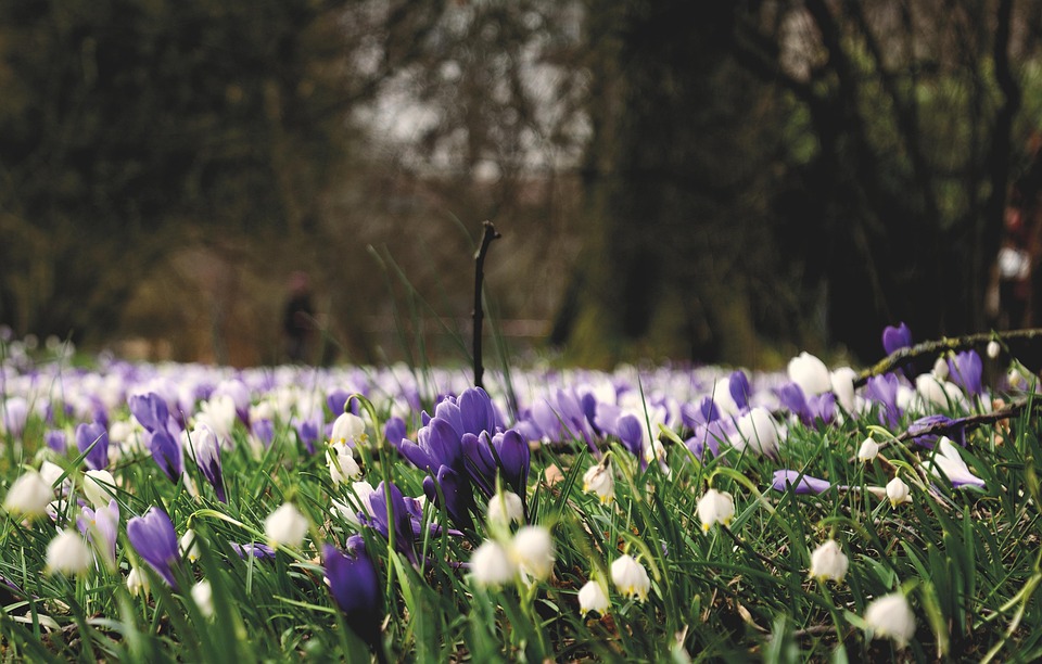 Flowers Crocuses Spring - Free photo on Pixabay