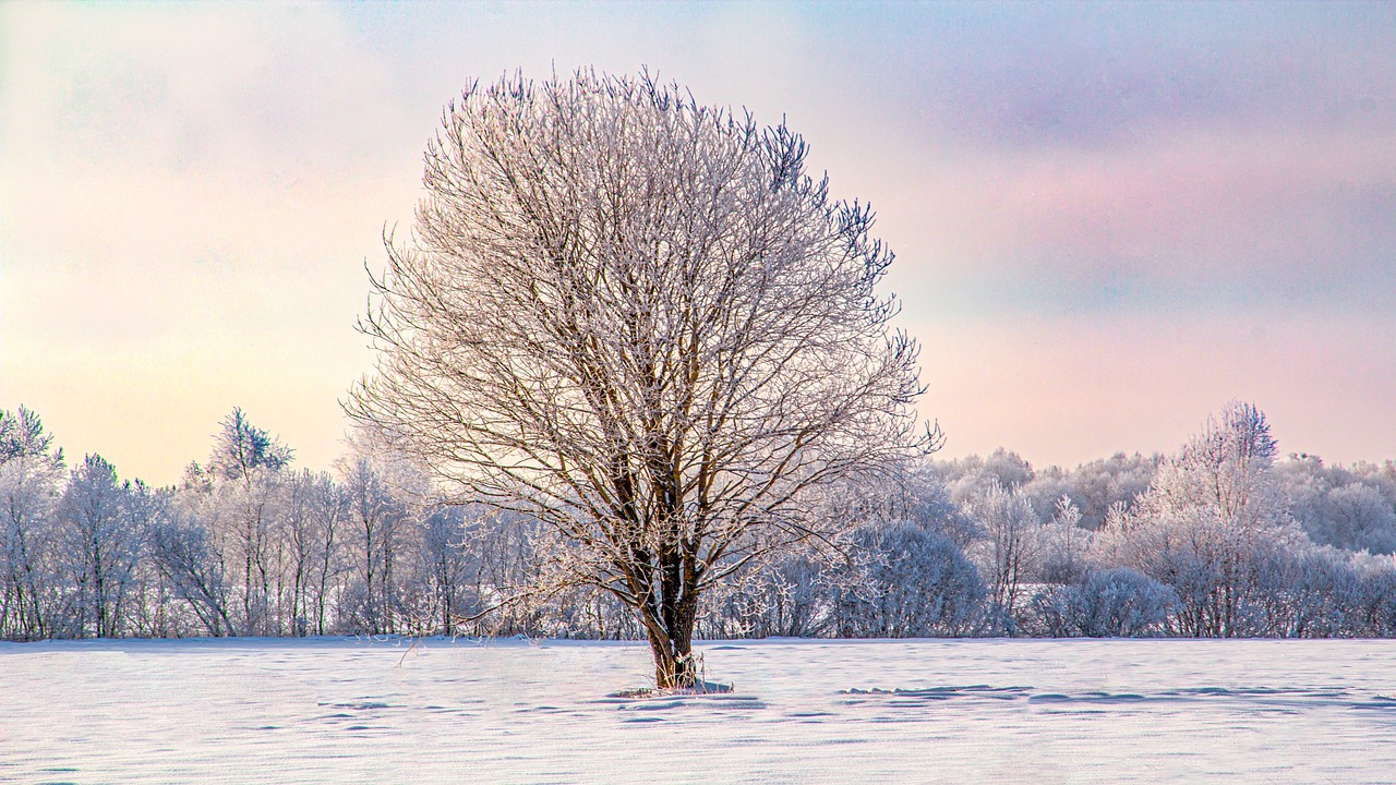 Bäume Winter Natur - Kostenloses Foto auf Pixabay - Pixabay