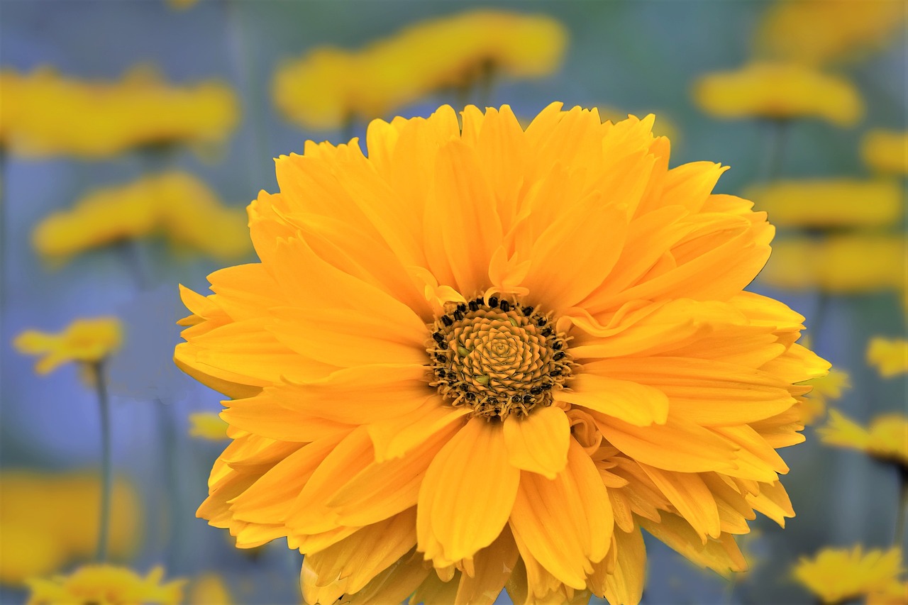 Tick-Seeds Flower Yellow - Free photo on Pixabay - Pixabay