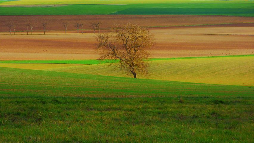 100+ Free Rolling Field & Field Images - Pixabay