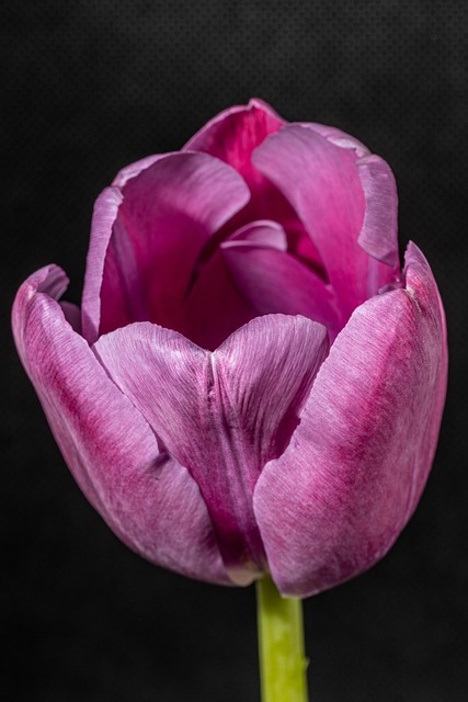 Fiore Tulipano Primavera - Foto gratis su Pixabay - Pixabay