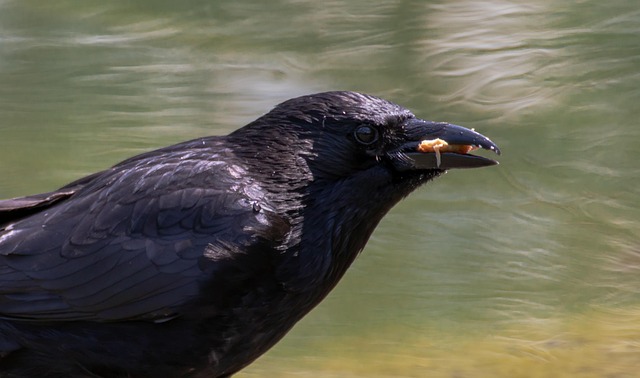 Crow Bird Perched - Free photo on Pixabay - Pixabay