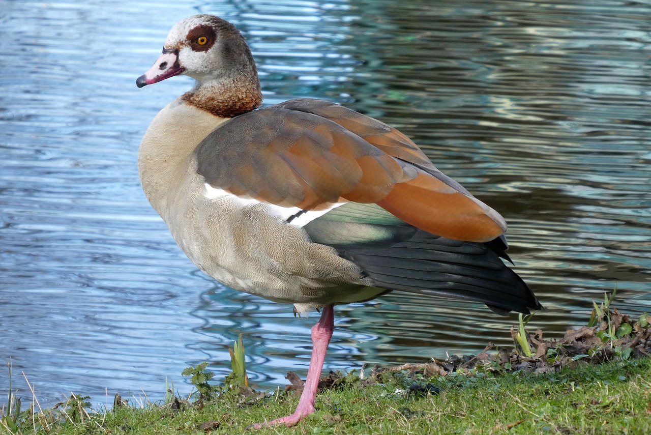 Egyptian Goose Bird - Free photo on Pixabay