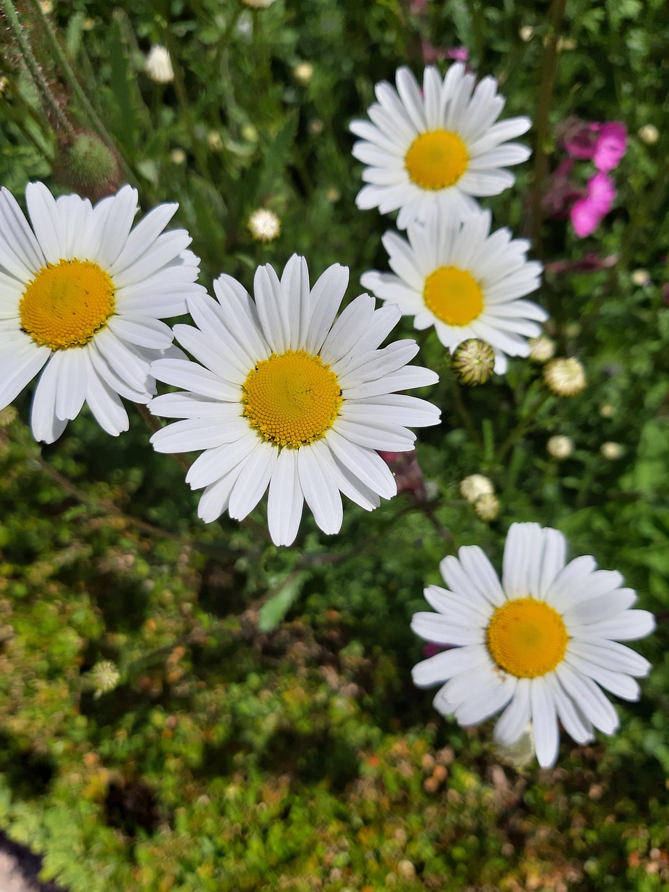 Fleurs Nature Bloom - Photo gratuite sur Pixabay - Pixabay