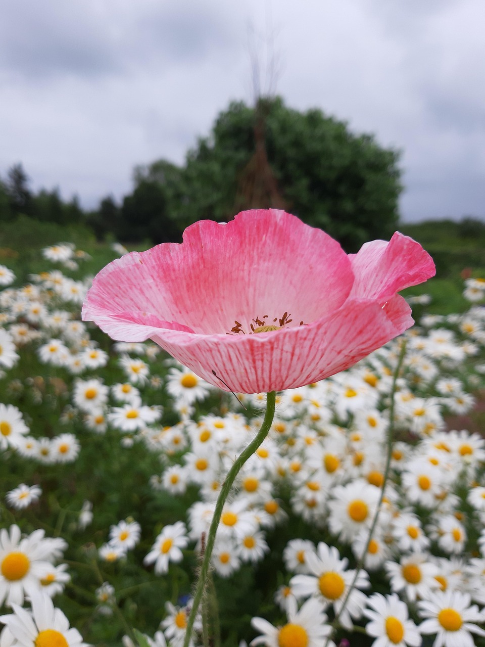 Natureza Bloom Flores - Foto gratuita no Pixabay - Pixabay