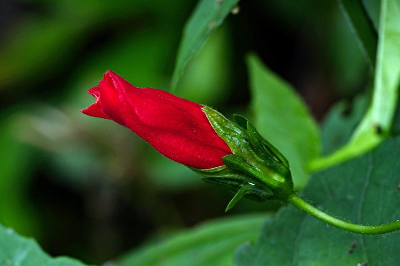 Flower Bud Flora - Free photo on Pixabay - Pixabay