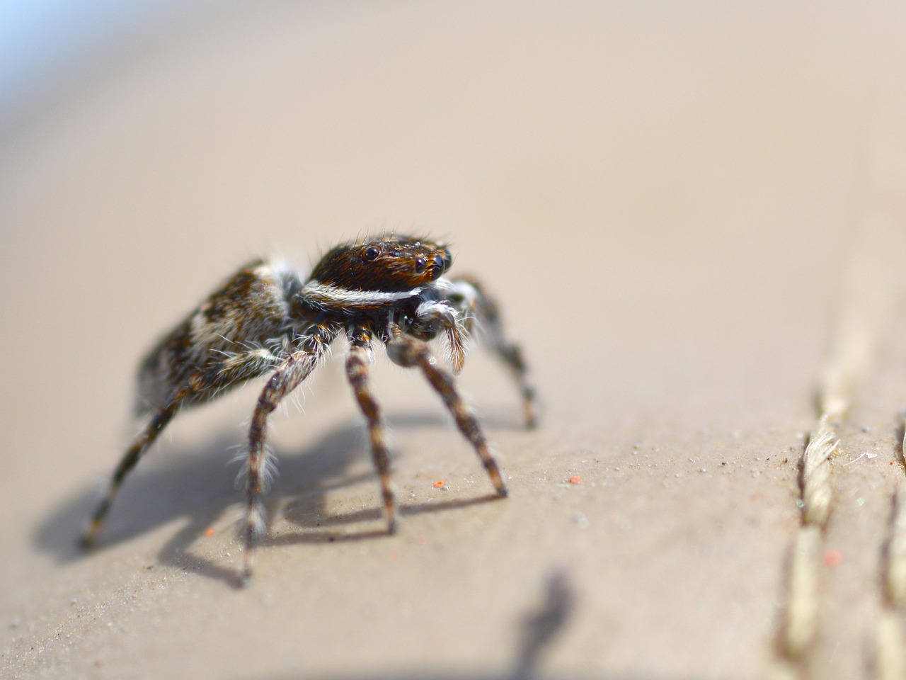 Spider Arachnid Jumping - Free photo on Pixabay - Pixabay