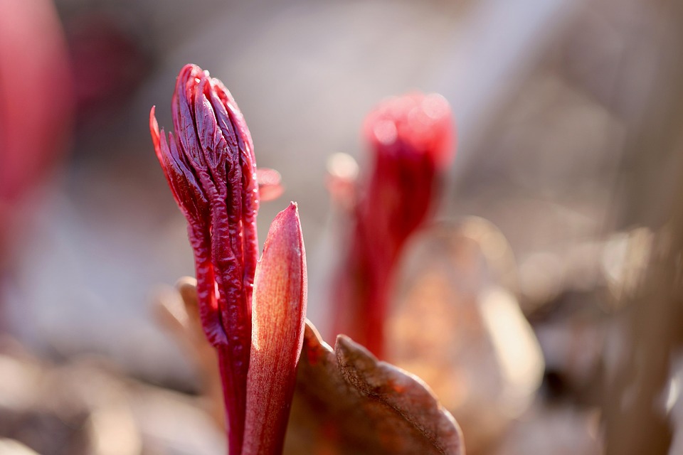 Seedling Peony Growth - Free photo on Pixabay - Pixabay