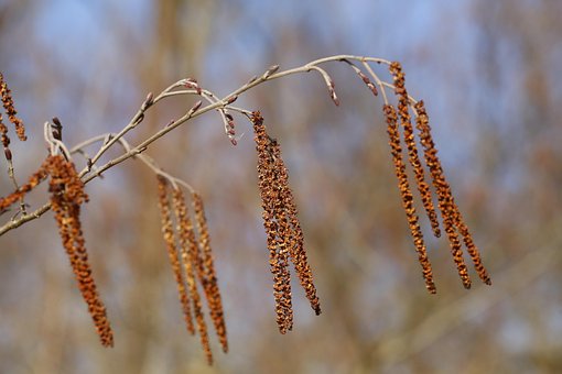50+ Free Alder Tree & Alder Images - Pixabay