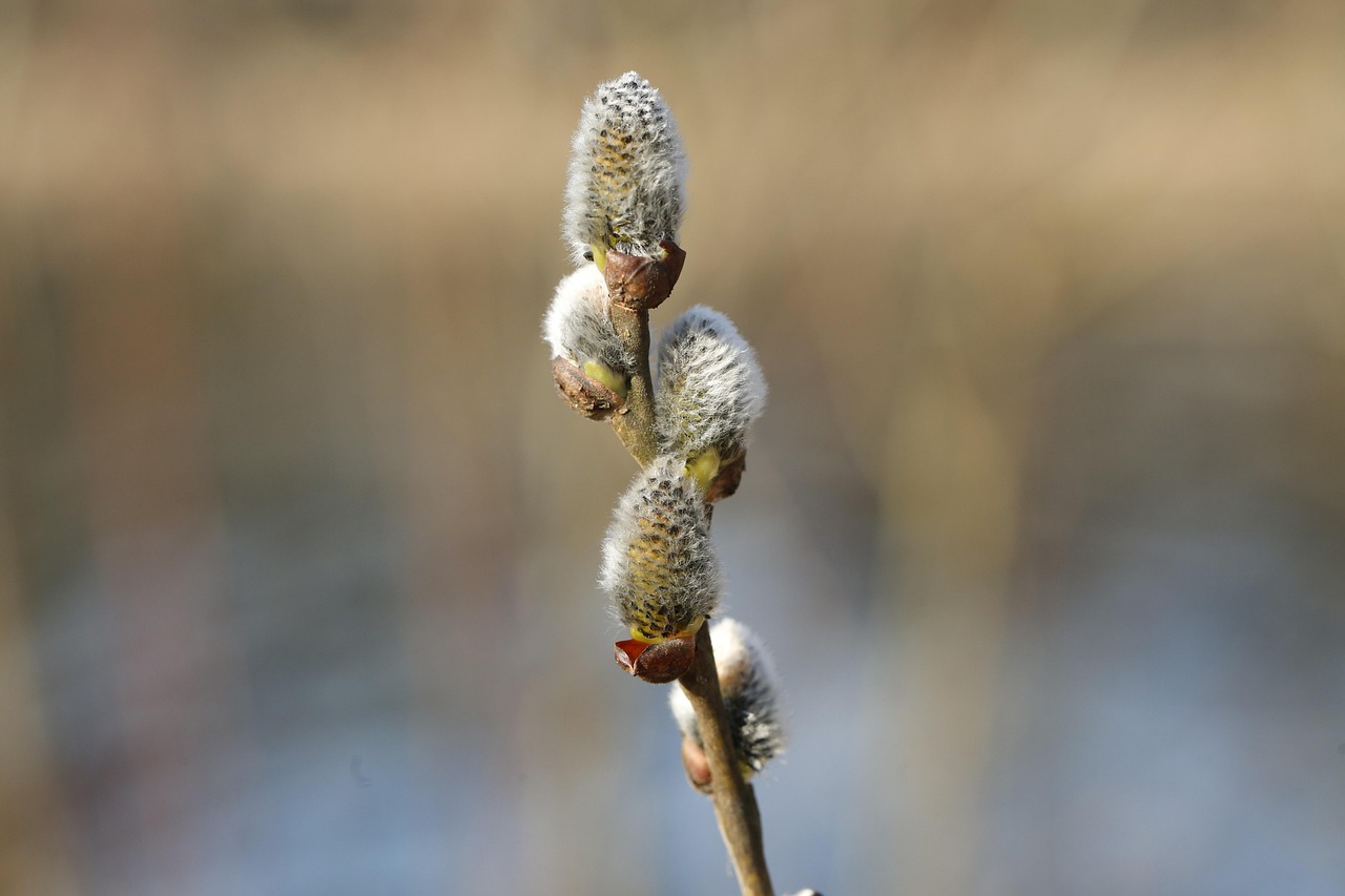 Buds Nature Flora - Free photo on Pixabay - Pixabay