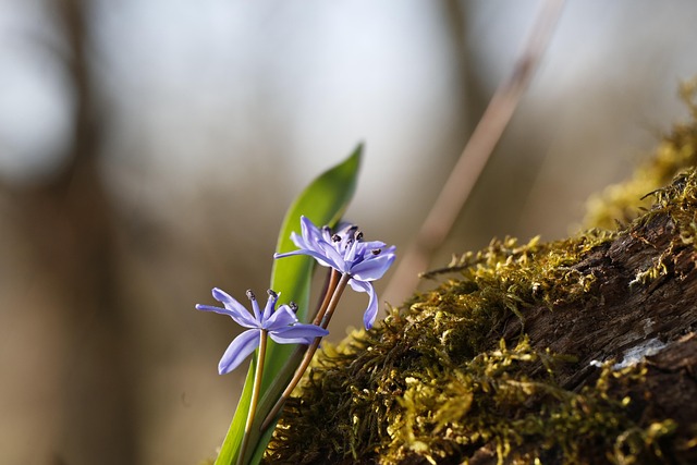 Flower Nature Blöte - Free photo on Pixabay - Pixabay