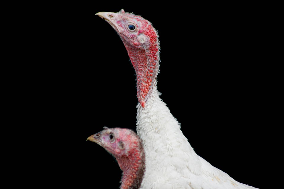 Turkeys Birds Animals - Free photo on Pixabay