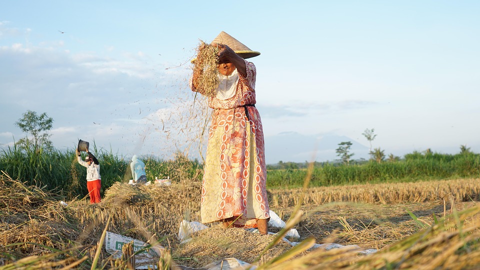 Petani Pertanian Memanen - Foto gratis di Pixabay