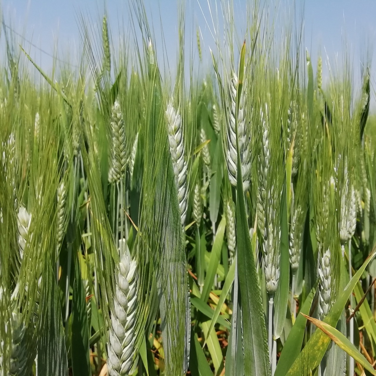 Wheat Agriculture Crop - Free photo on Pixabay - Pixabay