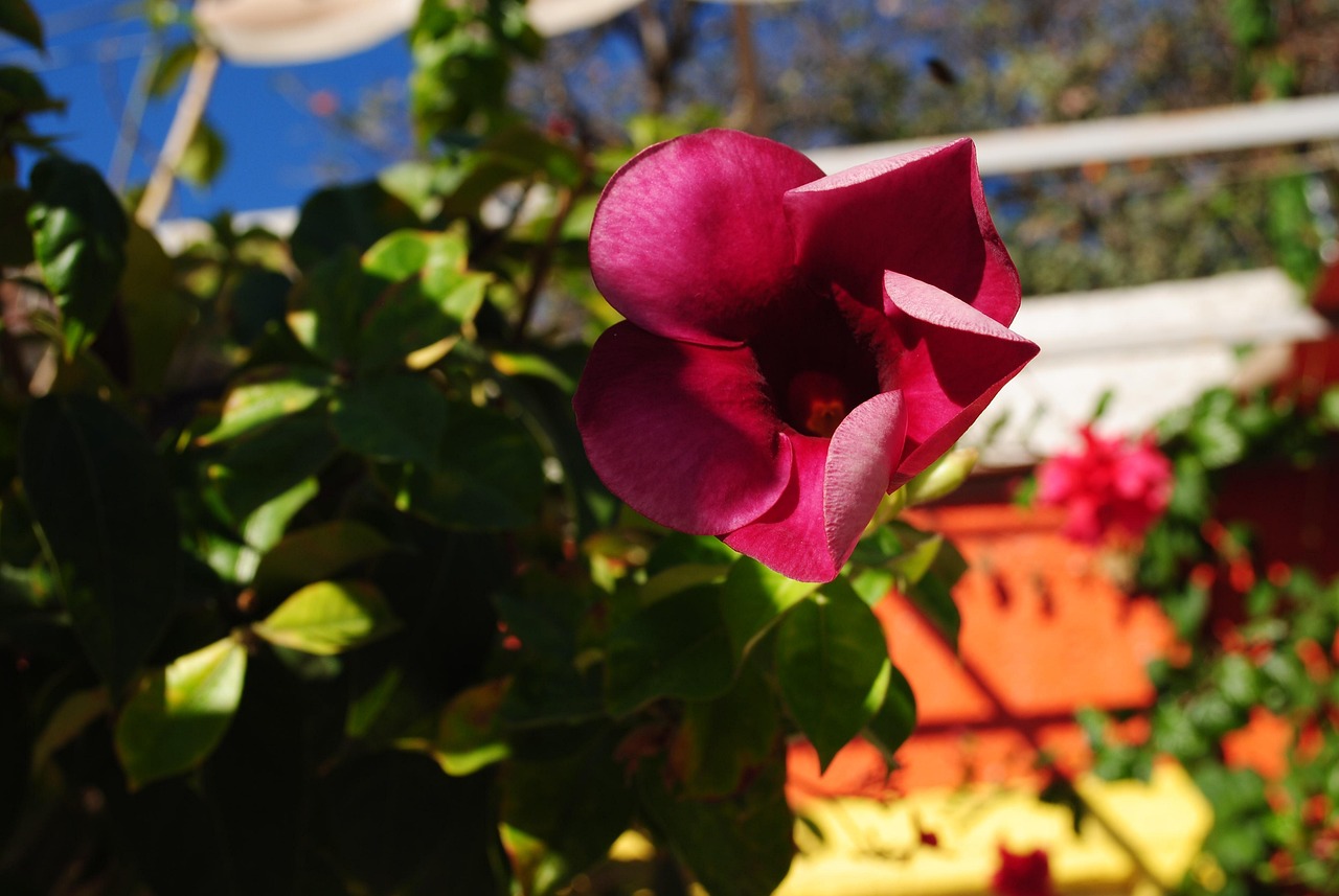 Allamanda Fleur Jardin - Photo gratuite sur Pixabay - Pixabay