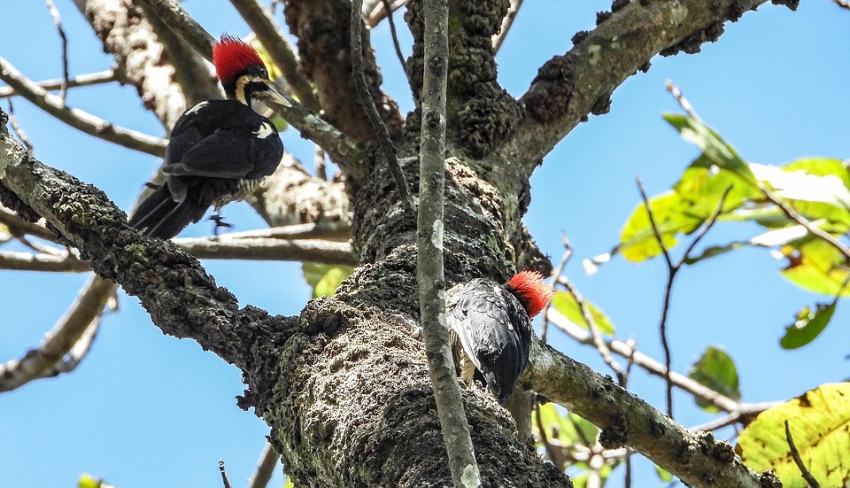 Birds Acorn Woodpeckers Avian - Free photo on Pixabay