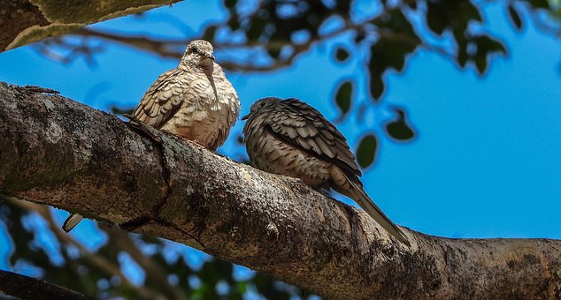 10+ Gambar Tekukur & Burung Gratis - Pixabay